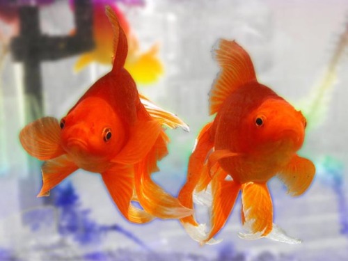 Download Free Goldfish Screensaver