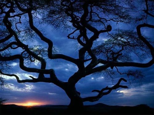 free trees screensaver